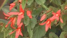 Proctor's Garden: Growing begonias in Colorado | 9news.com