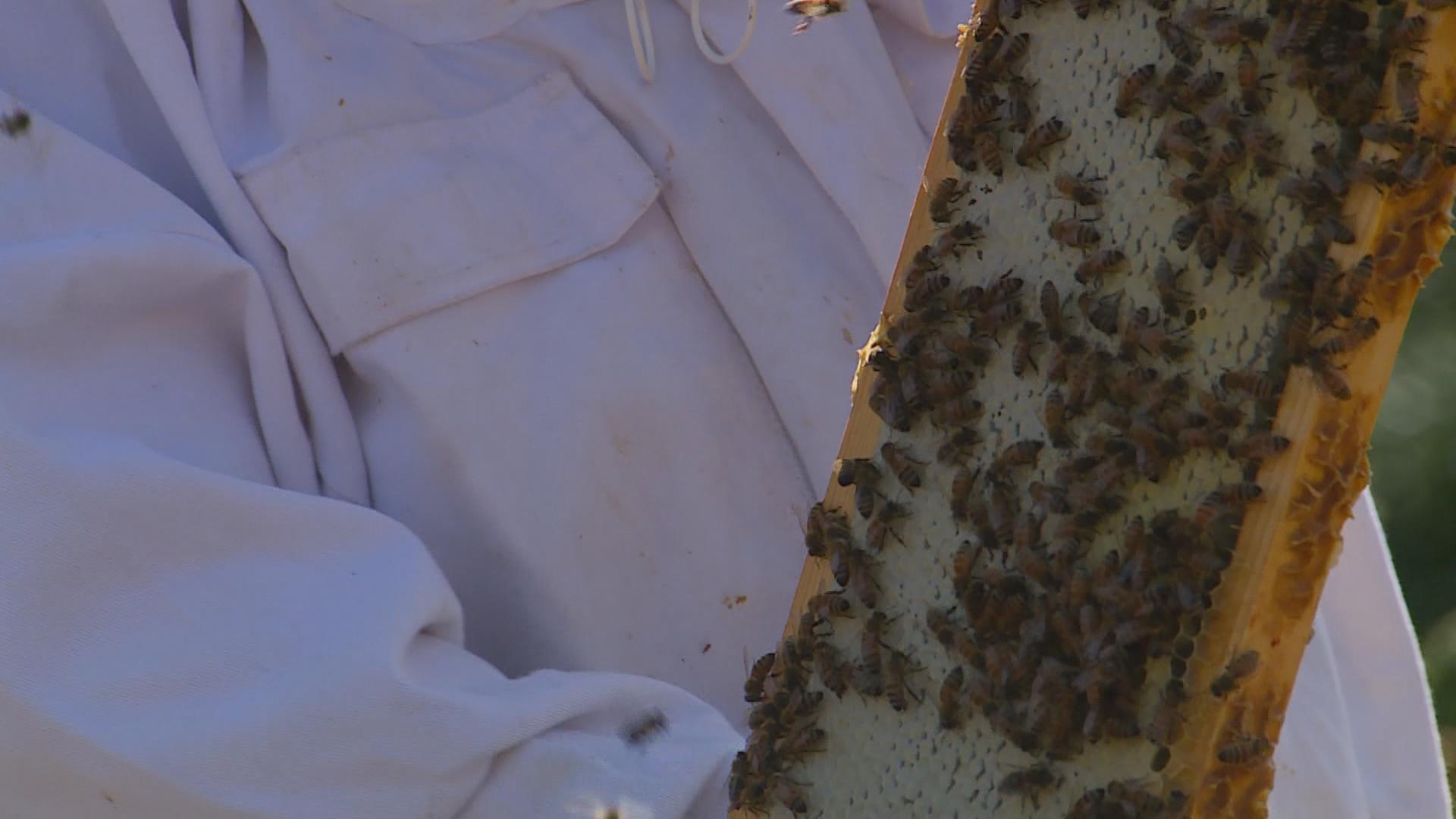 Colorado beekeepers worried about rising colony losses | 9news.com