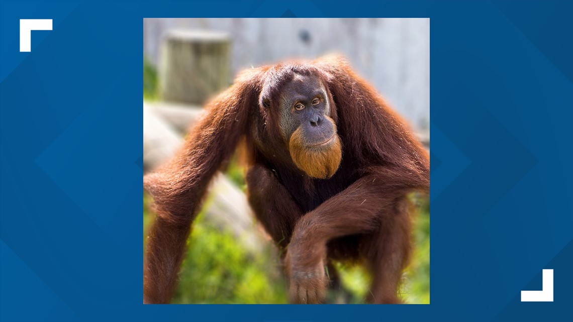 New orangutan at Denver Zoo primate exhibit | 9news.com