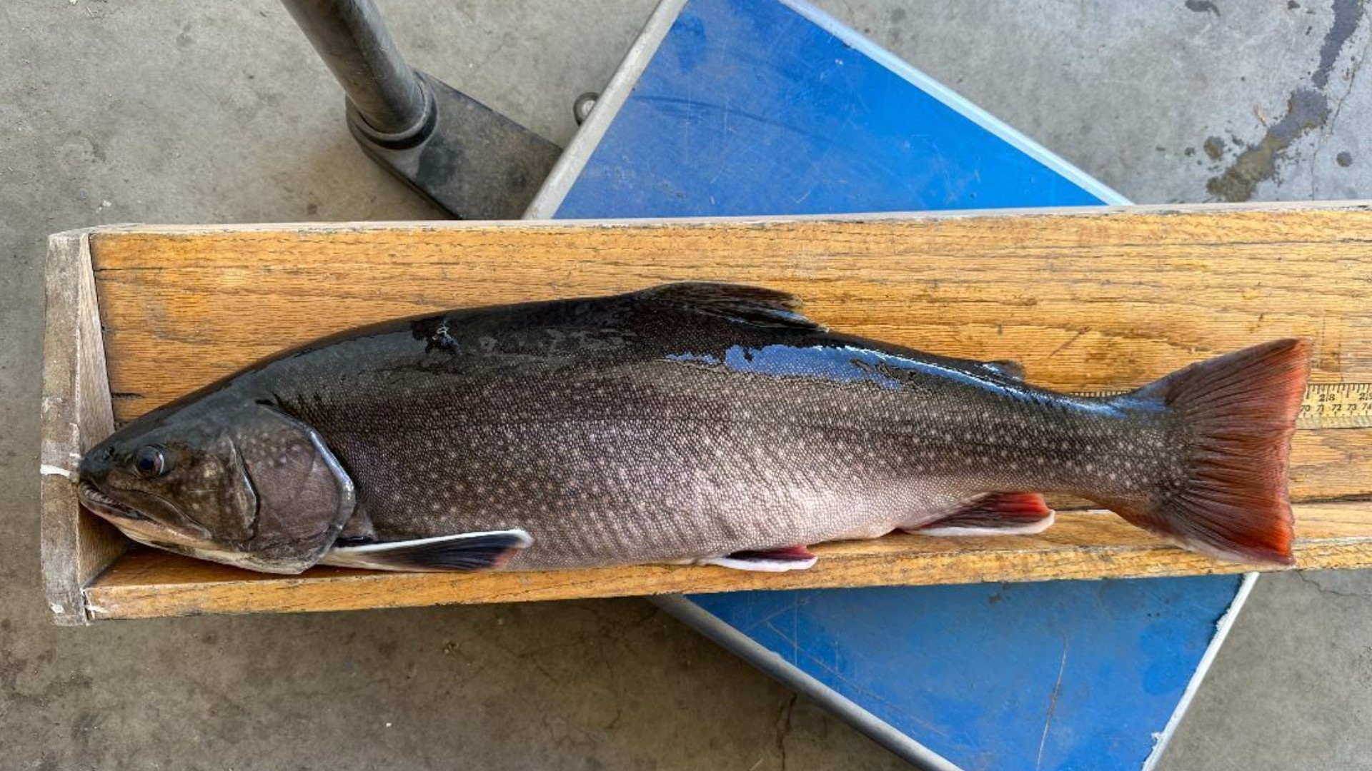 Record-breaking brook trout caught in Colorado alpine lake | 9news.com