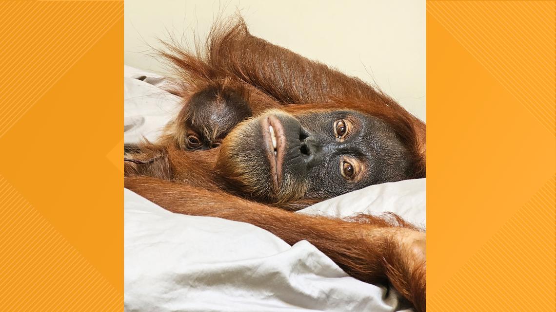 See the first photos of the Sumatran orangutan baby at Denver Zoo | 9news.com