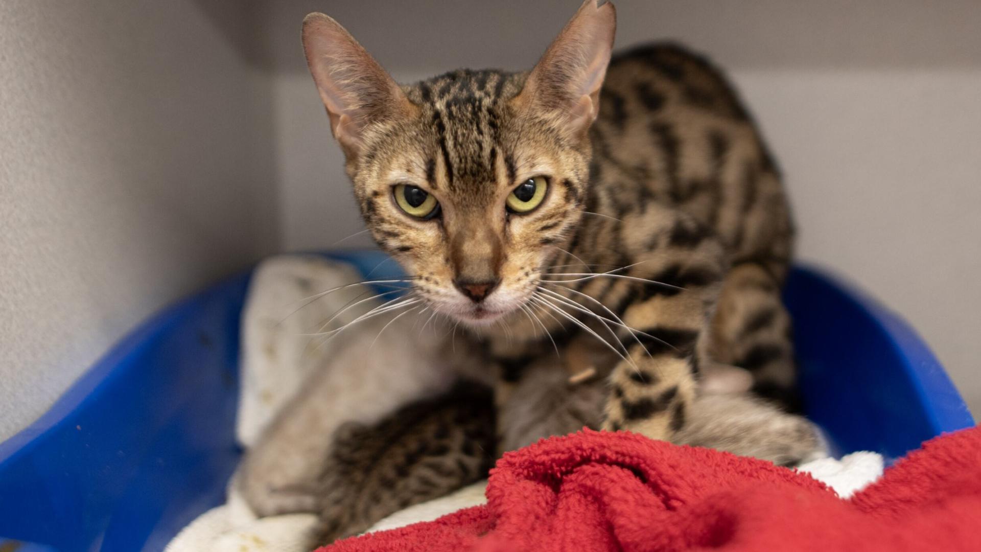 Humane Colorado seeks donations for rescued cats | 9news.com