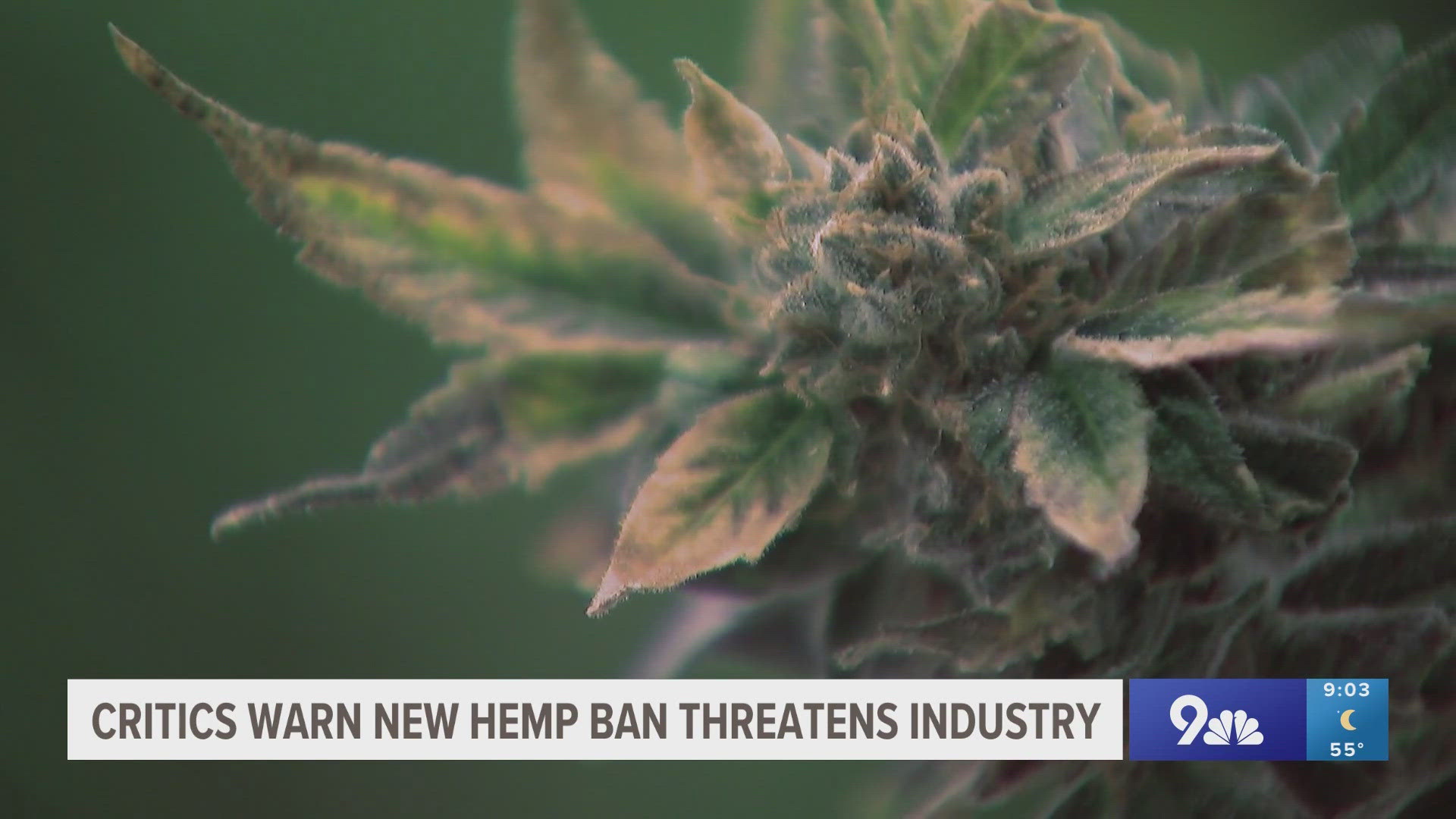Colorado hemp faces 'nail in the coffin' with new federal THC ...