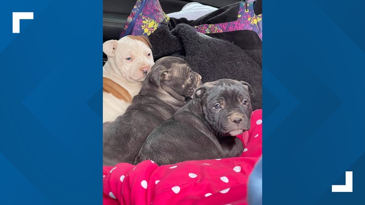 100+ rescue puppies, moms looking for foster homes | 9news.com