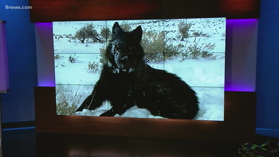 First gray wolf born and collared in Colorado: Meet wolf pup 2202 ...