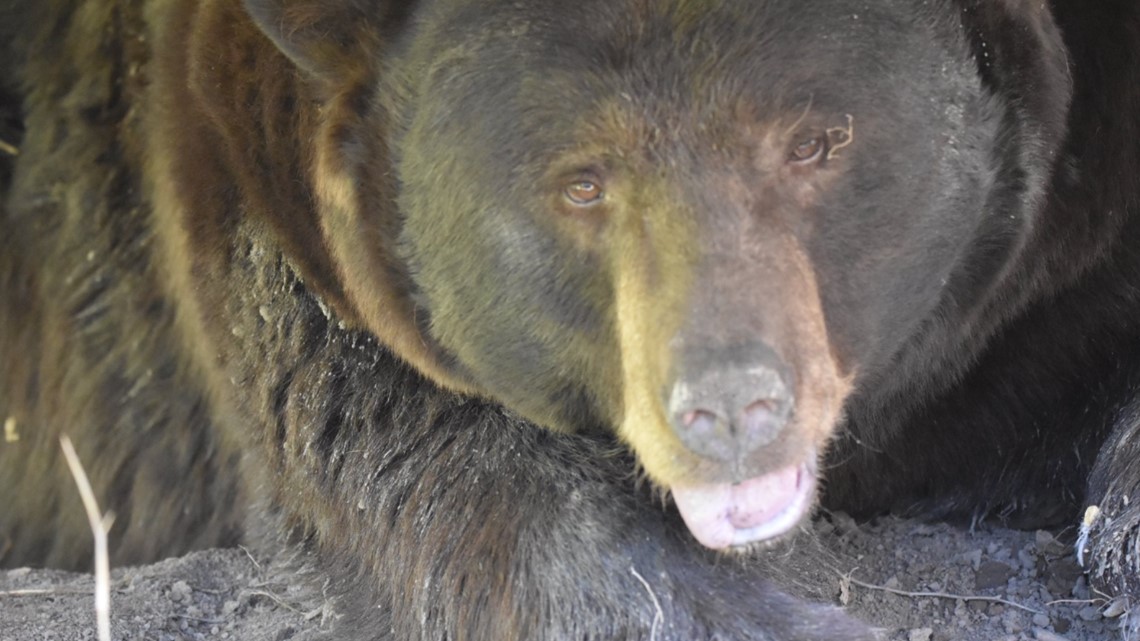 Bears poached in central Colorado county, man arrested | 9news.com