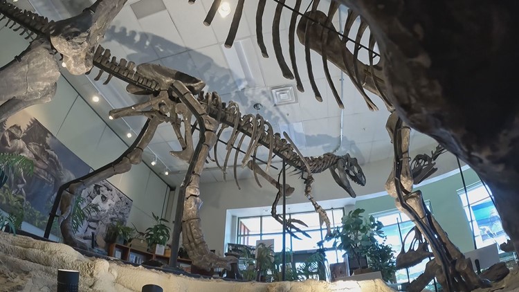 New dinosaur museum in Edwards features Colorado fossils | 9news.com