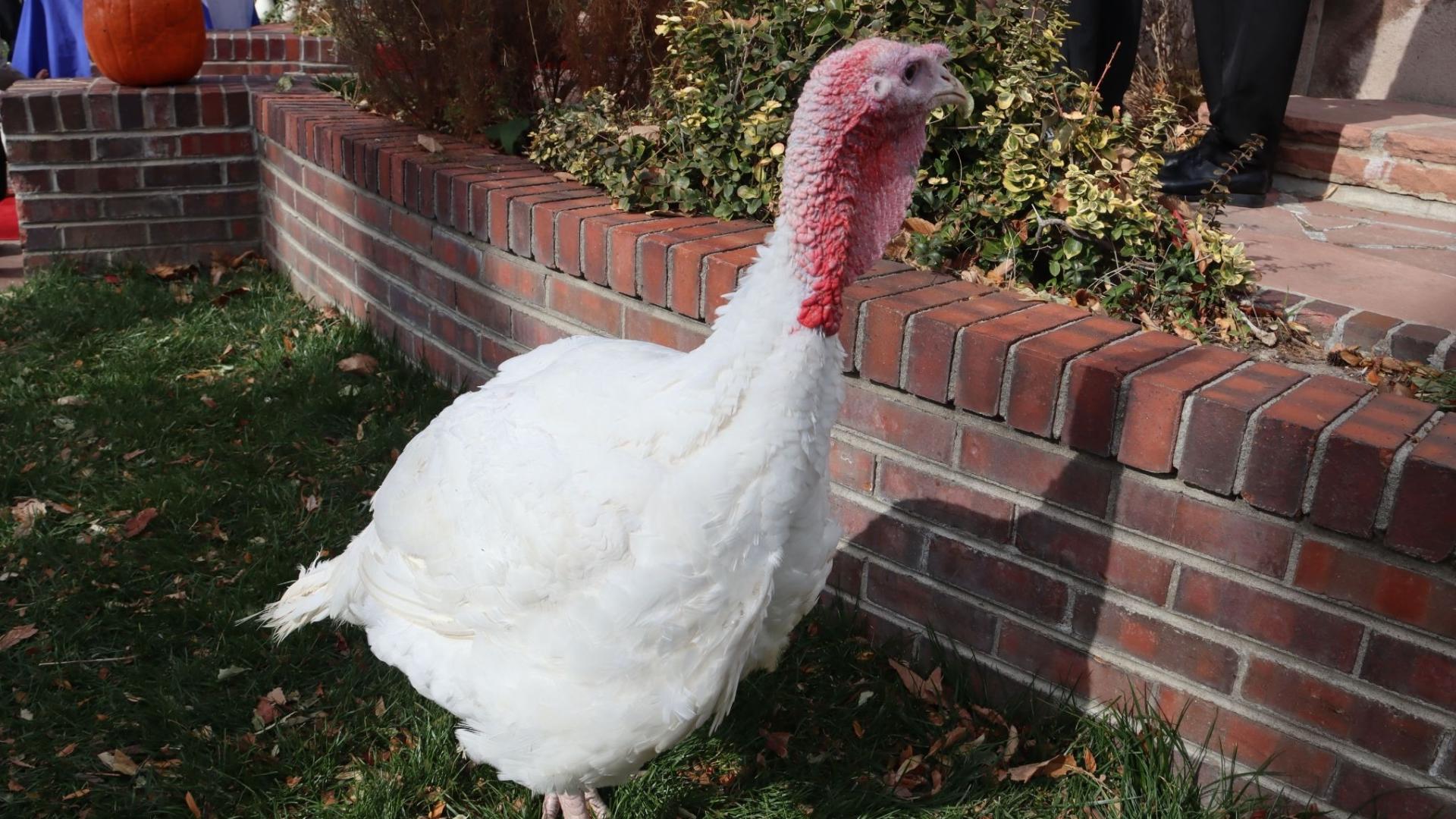 Colorado Governor holds state's first Thanksgiving turkey pardon ...