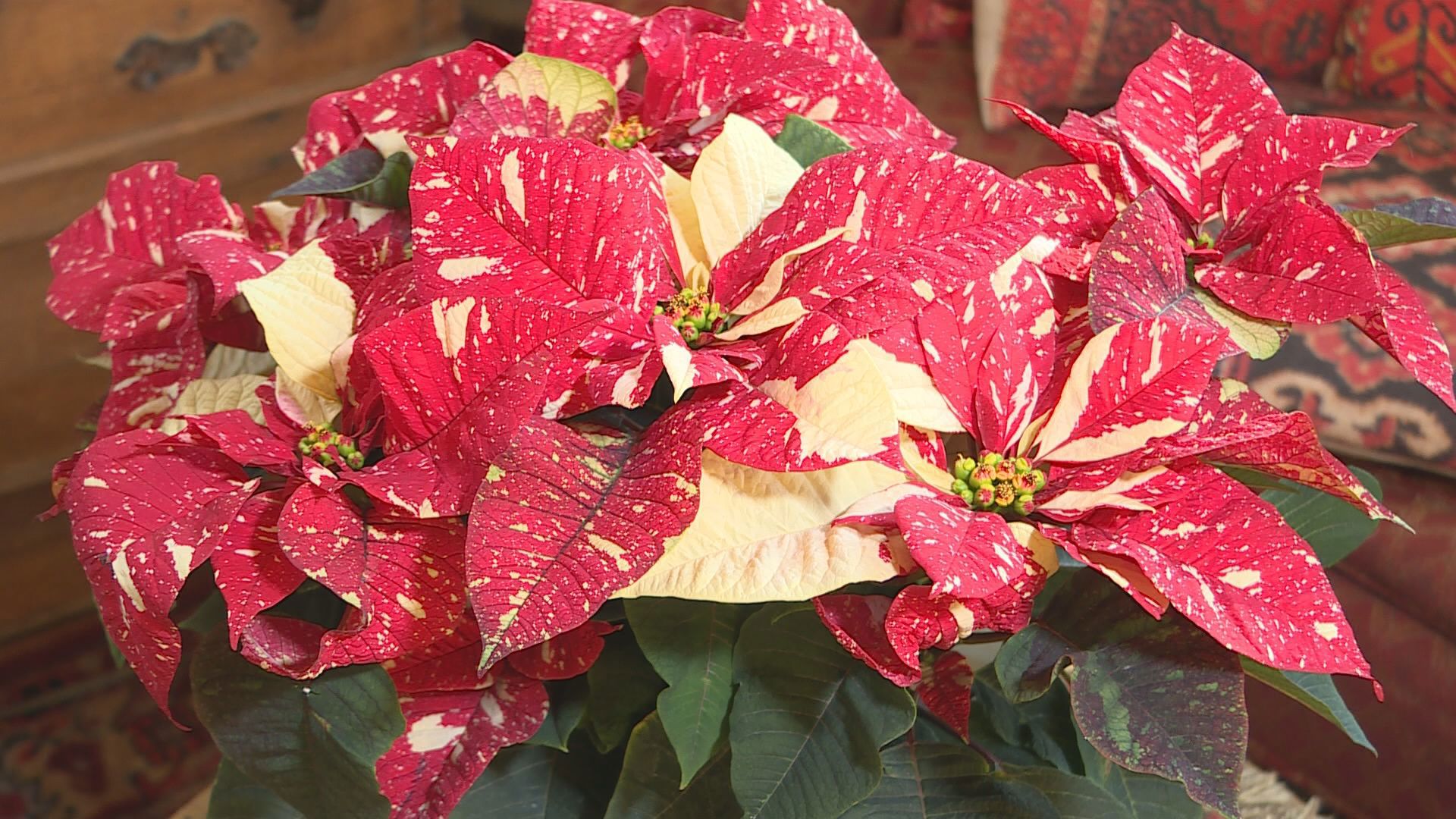 How to care for holiday poinsettias | 9news.com