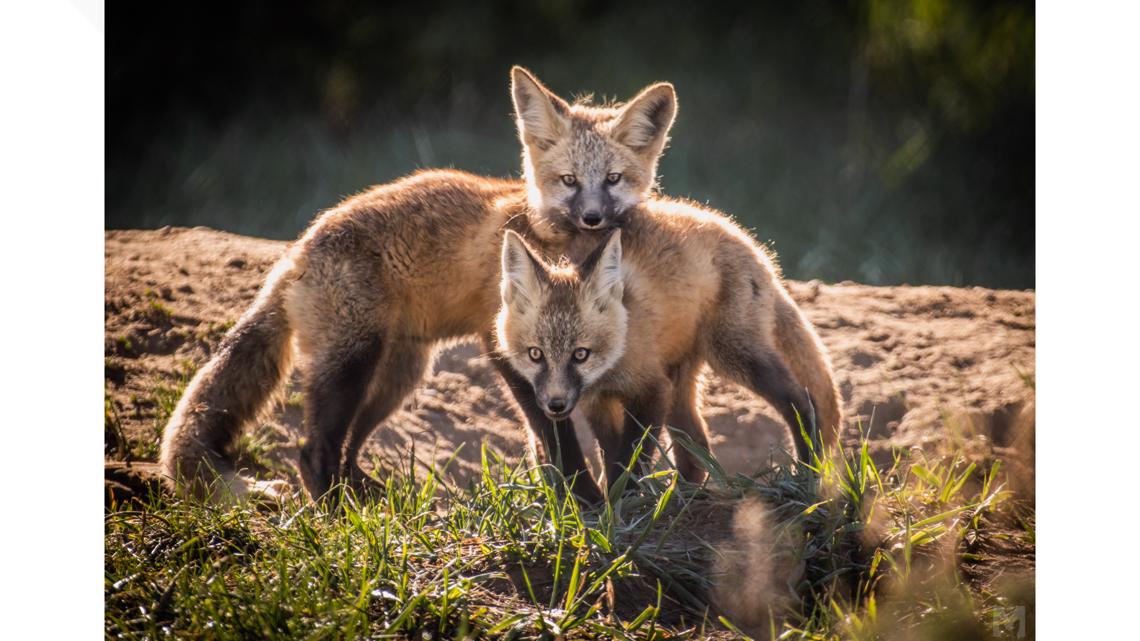 Photos by wildlife photographer Molly McCormick | 9news.com