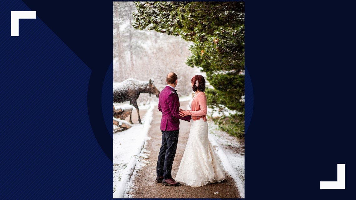 Moose crashes wedding photo shoot at Rocky Mountain National Park ...