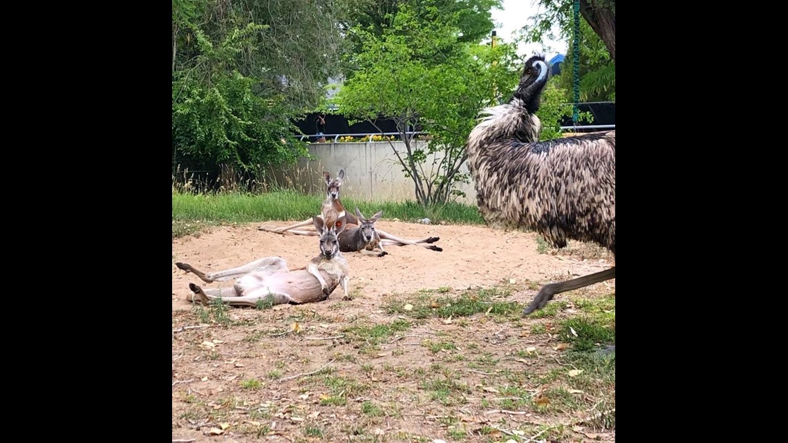 Ralph the Emu passes away at Denver Zoo | 9news.com