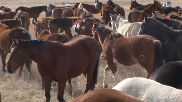 The Colorado ranch that raises bucking horses for the Stock Show ...