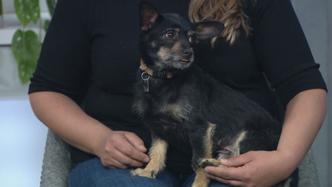 Sugar is a sweet pup that loves to cuddle and needs a forever home ...