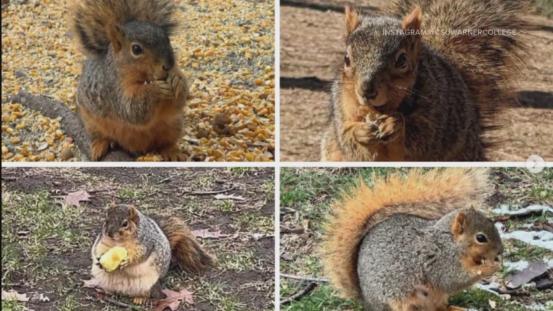 Move over bears: Get ready for Fat Squirrel Week | 9news.com