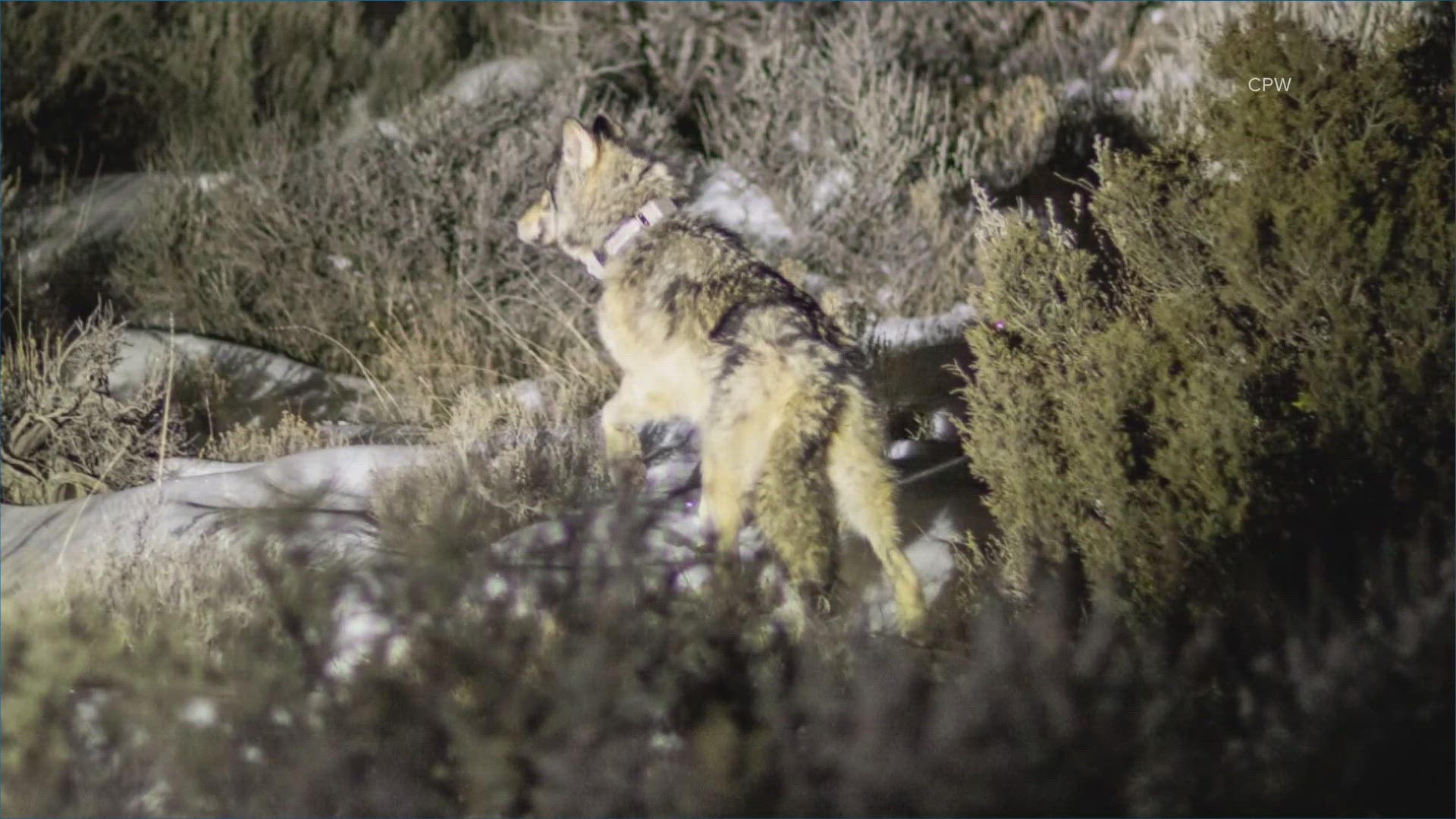 Necropsy shows cause of death for Colorado wolf 2307 | 9news.com