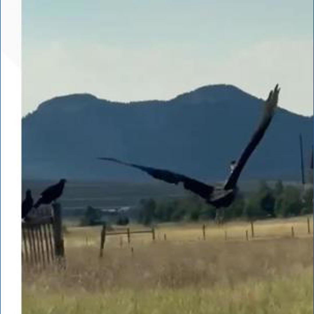 Turkey vultures display wings near Larkspur, Colorado | 9news.com