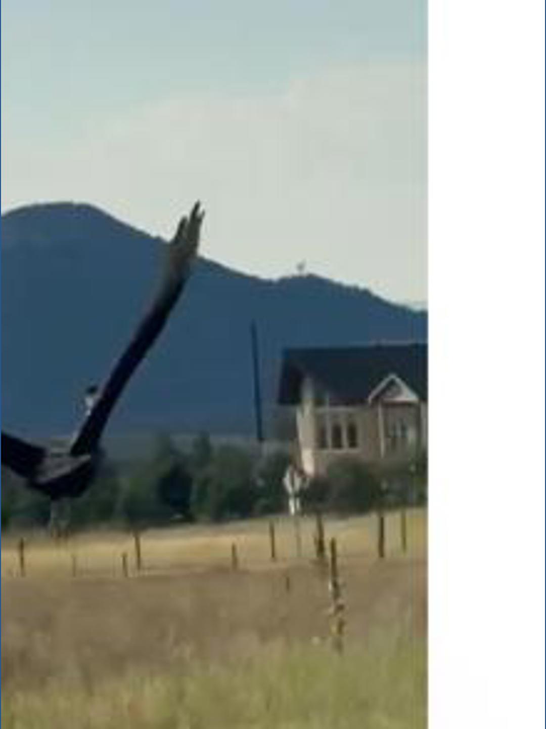 Turkey vultures display wings near Larkspur, Colorado | 9news.com