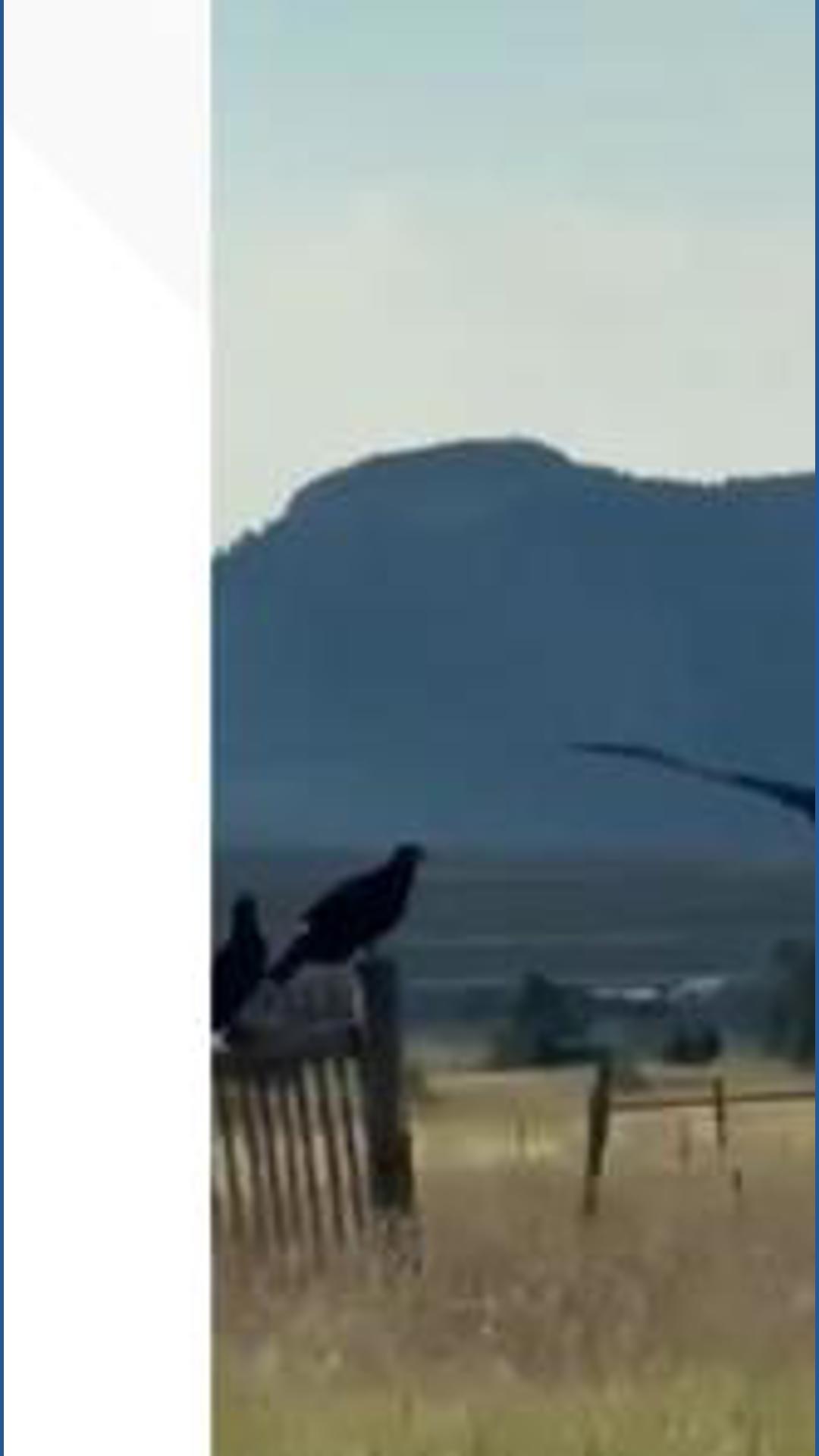 Turkey vultures display wings near Larkspur, Colorado | 9news.com