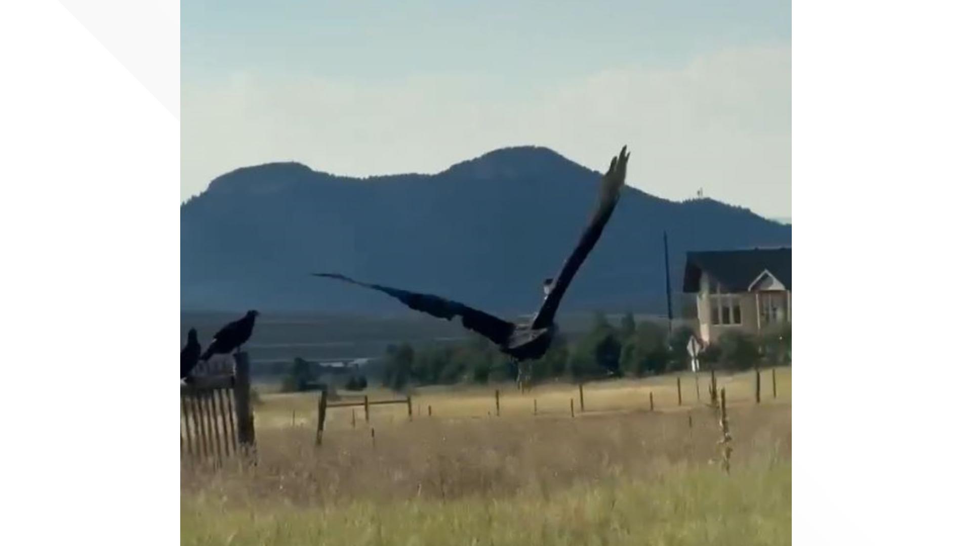 Turkey vultures display wings near Larkspur, Colorado | 9news.com
