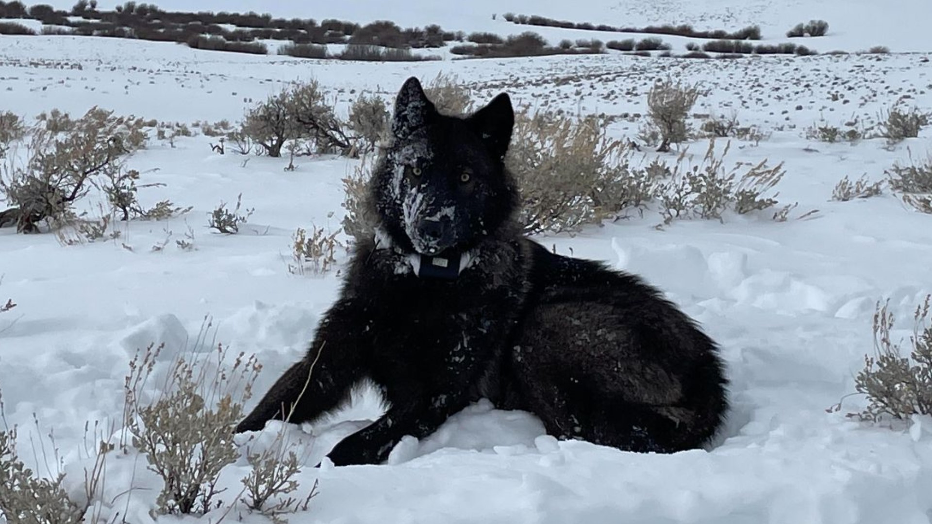 Colorado-born and collared female wolf pup gets a name: Akawe | 9news.com