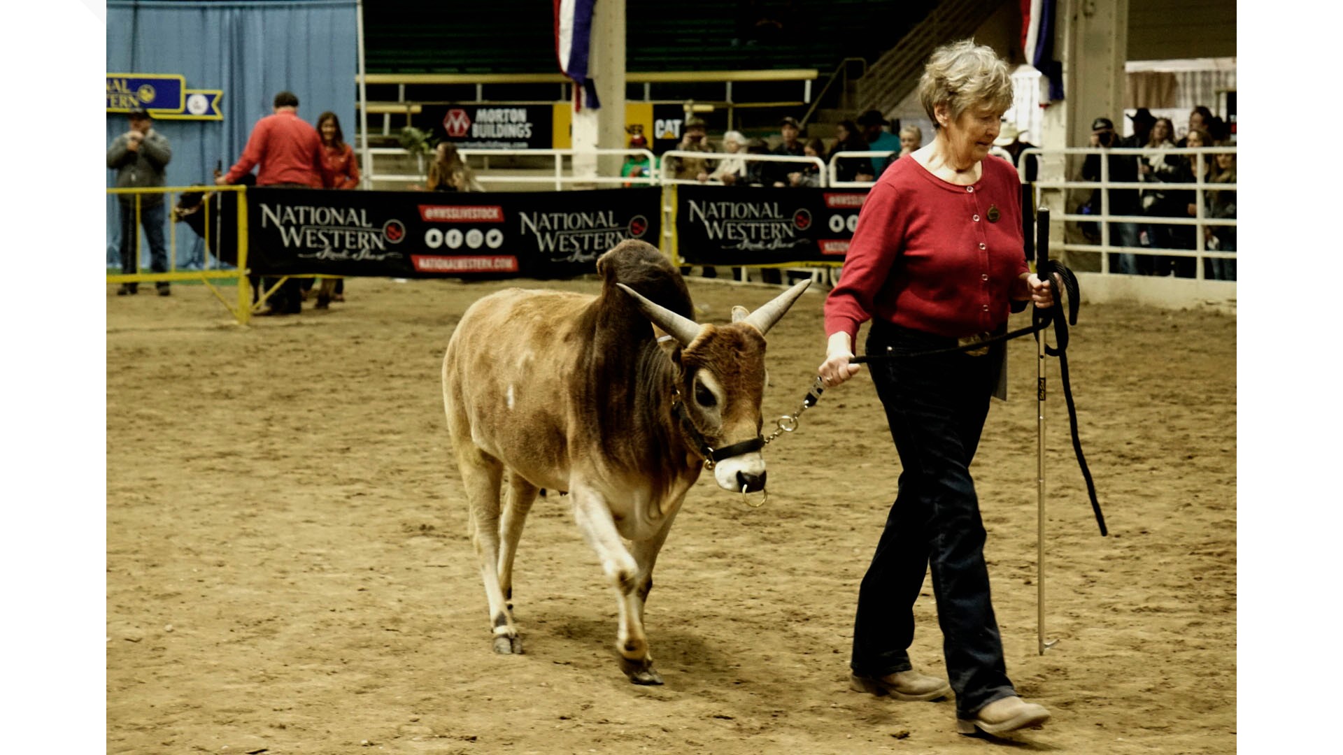 Miniature Zebu Show takes place at 2020 Stock Show | 9news.com