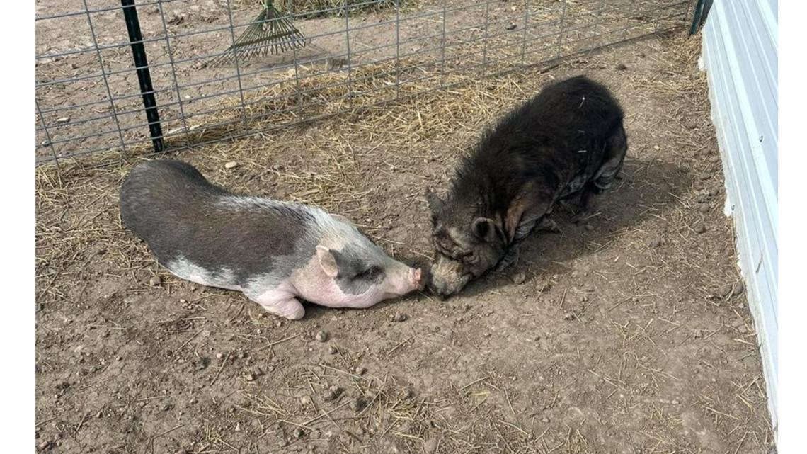 Wind destroys buildings at Pierce animal rescue | 9news.com