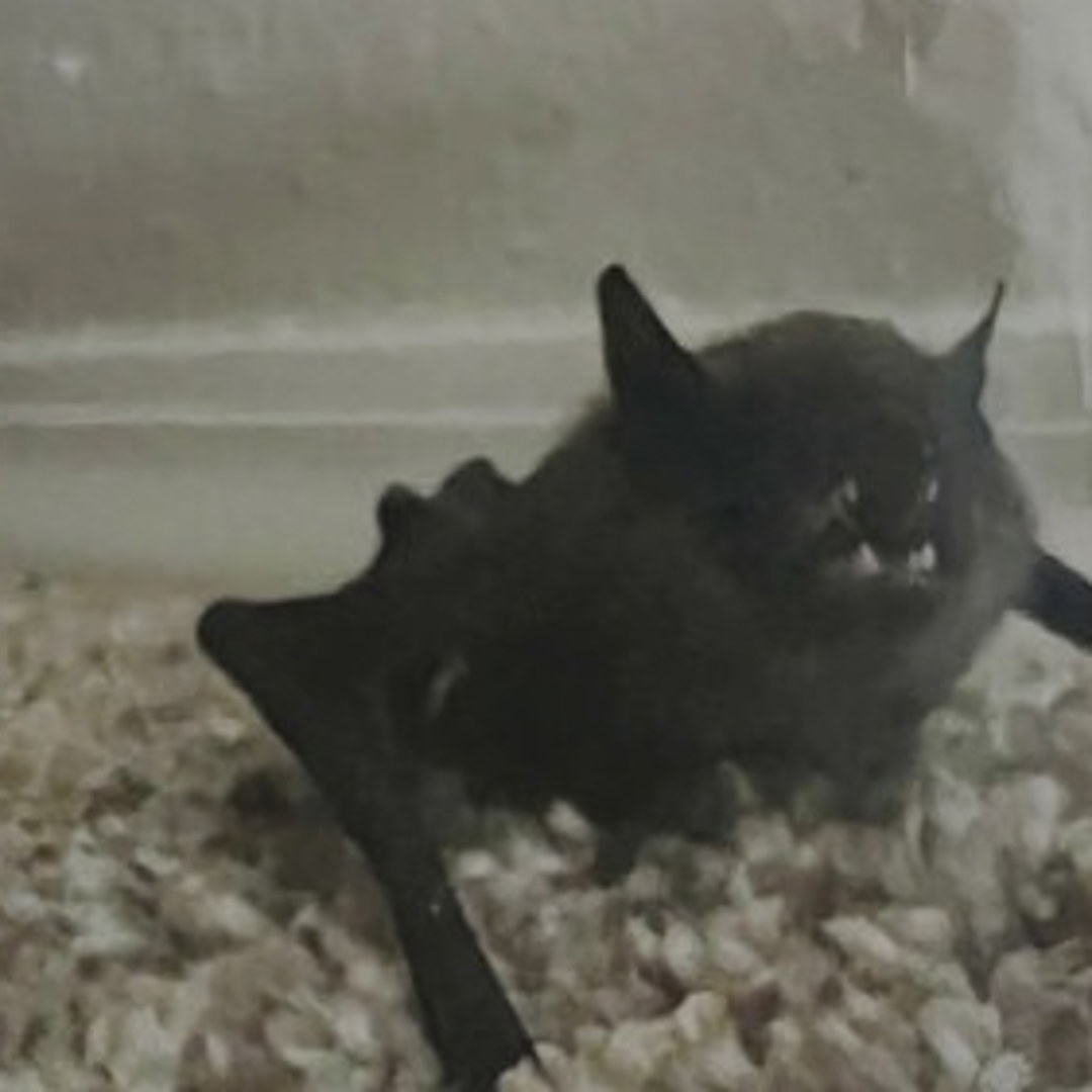 Bat in Boulder County tests positive for rabies | 9news.com
