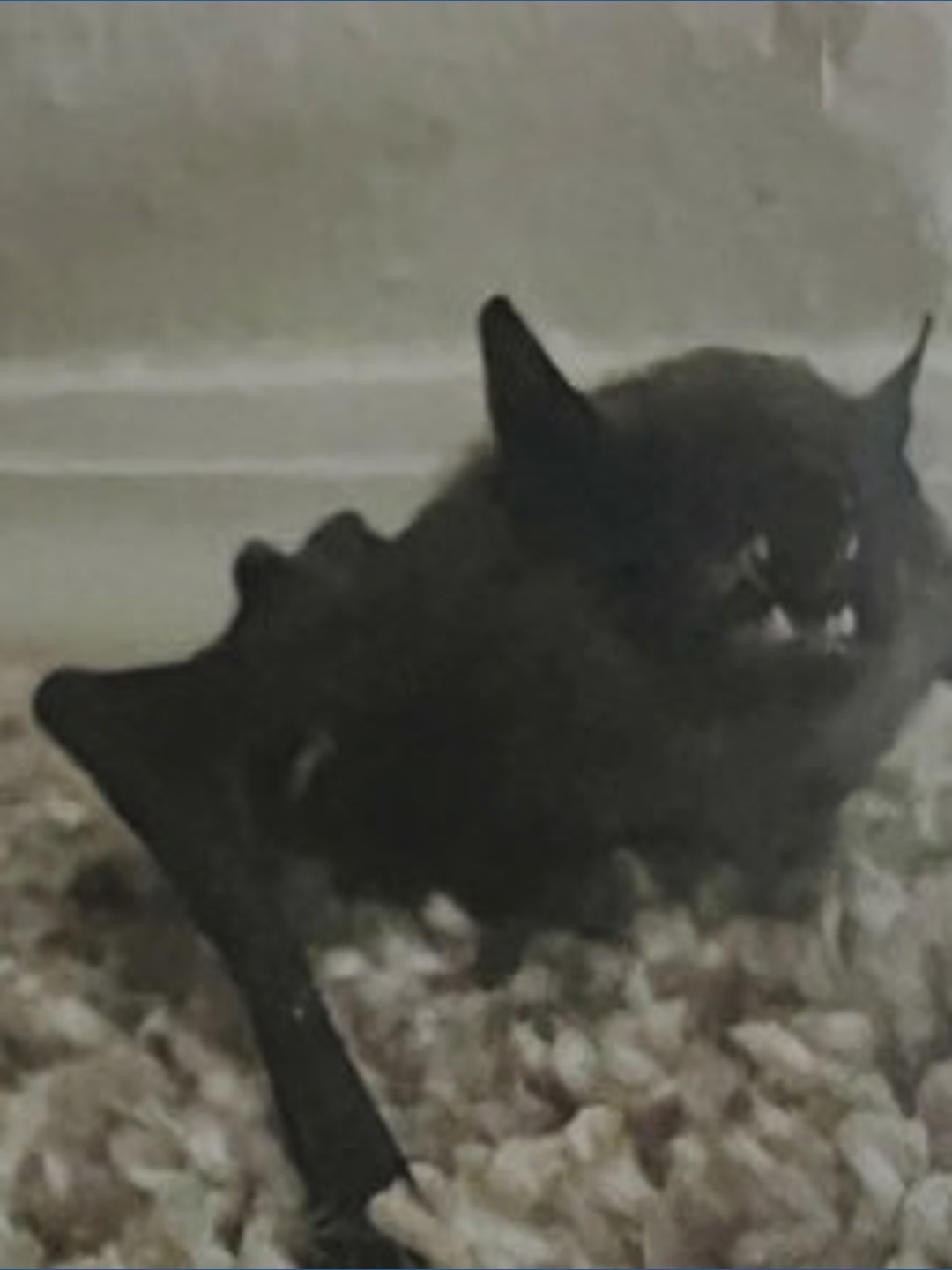 Bat in Boulder County tests positive for rabies | 9news.com