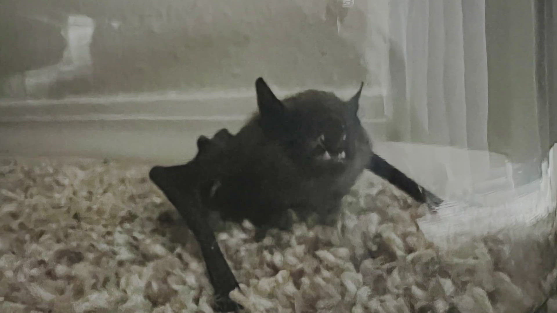 Bats tests positive at Longmont apartment complex | 9news.com