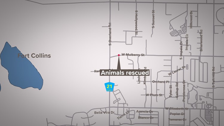 Larimer County woman arrested for animal cruelty | 9news.com