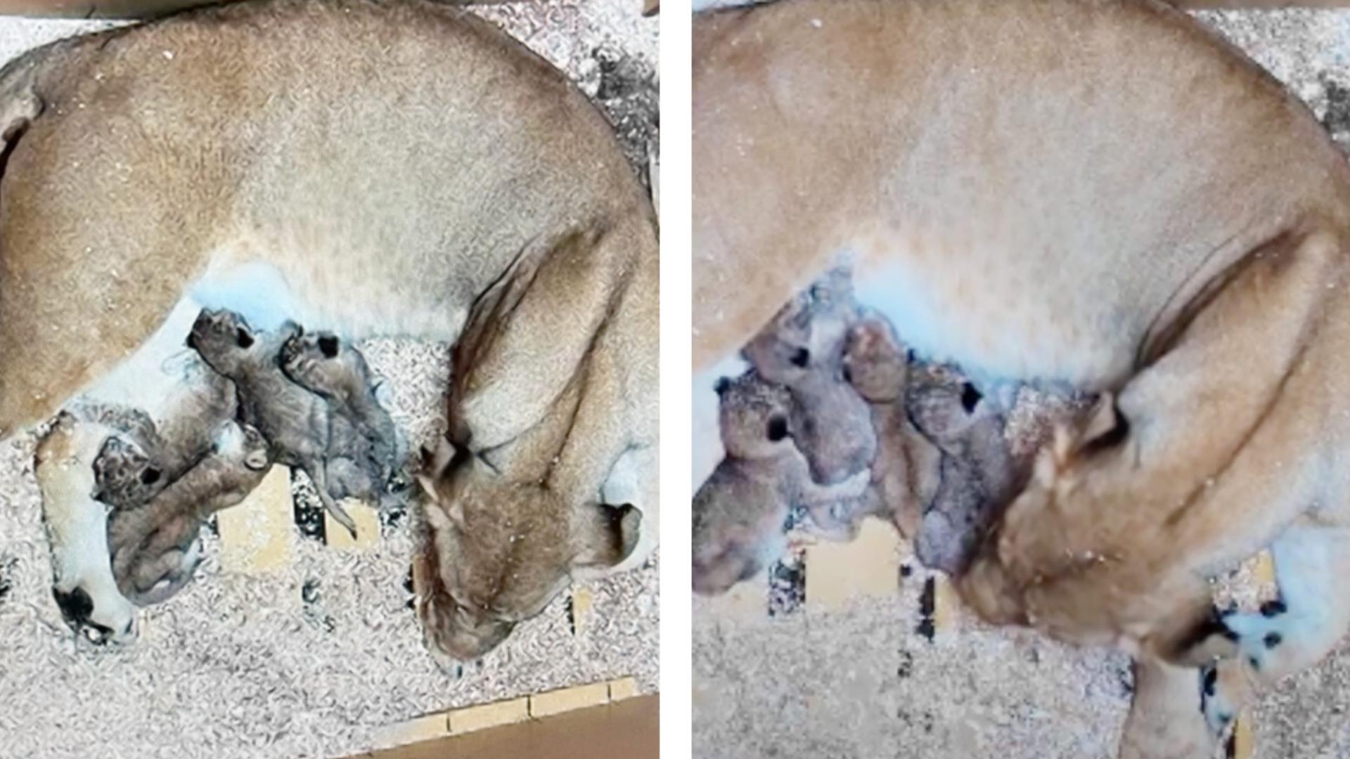 Denver Zoo's lion cubs debut: Public sees them this week | 9news.com