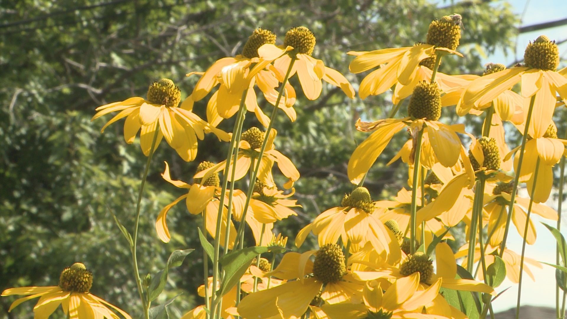 Proctor's Garden: Colorful garden show-stoppers | 9news.com