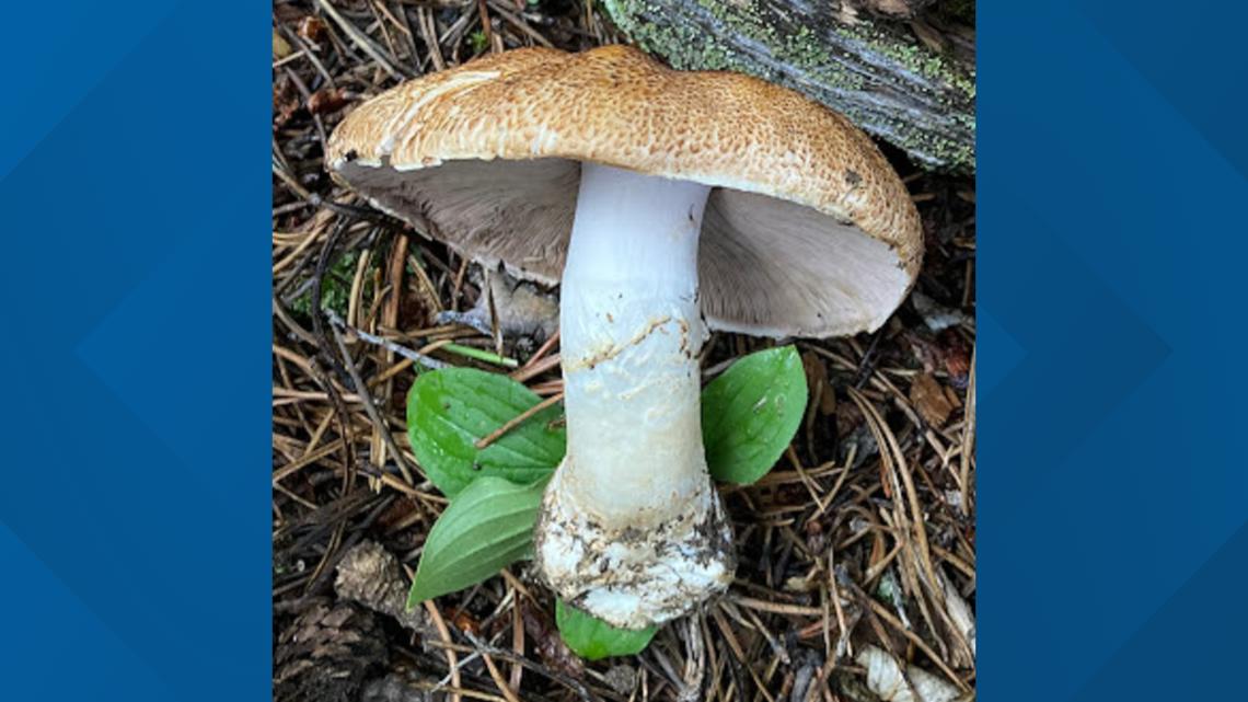 Colorado designates Agaricus julius as state mushroom | 9news.com