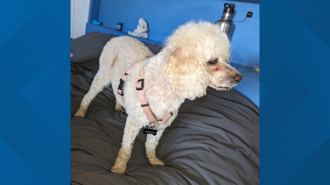 Boulder Police search for owner after dog attacks, kills mini poodle | 9news.com