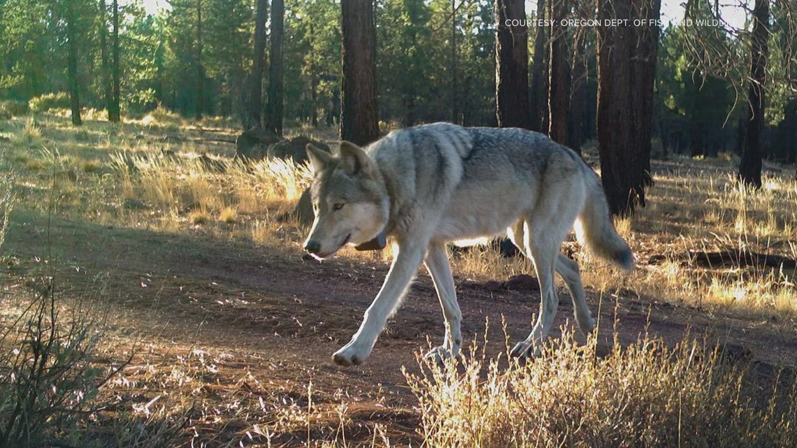 Colorado secures its first wolves for reintroduction | 9news.com
