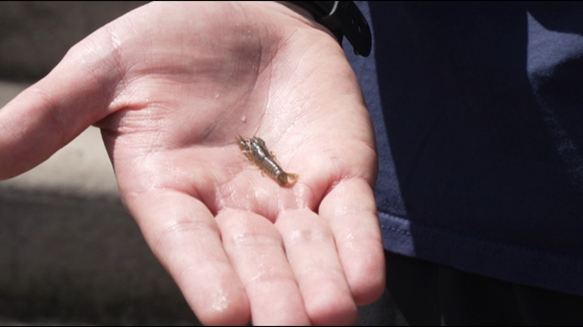 Colorado Parks and Wildlife debates invasive crawfish rules | 9news.com
