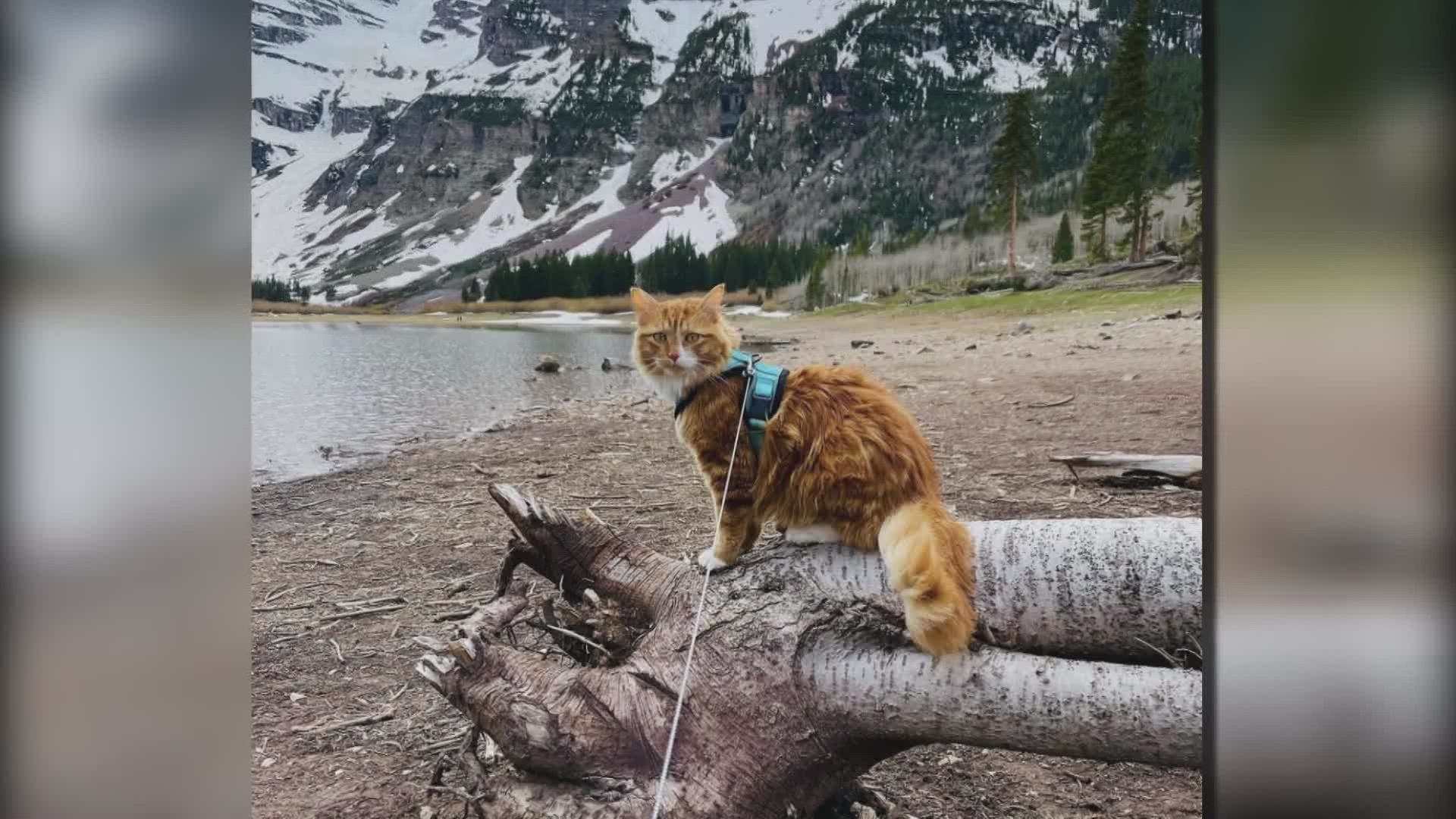 This couple adopted a cat that likes to take adventures | 9news.com