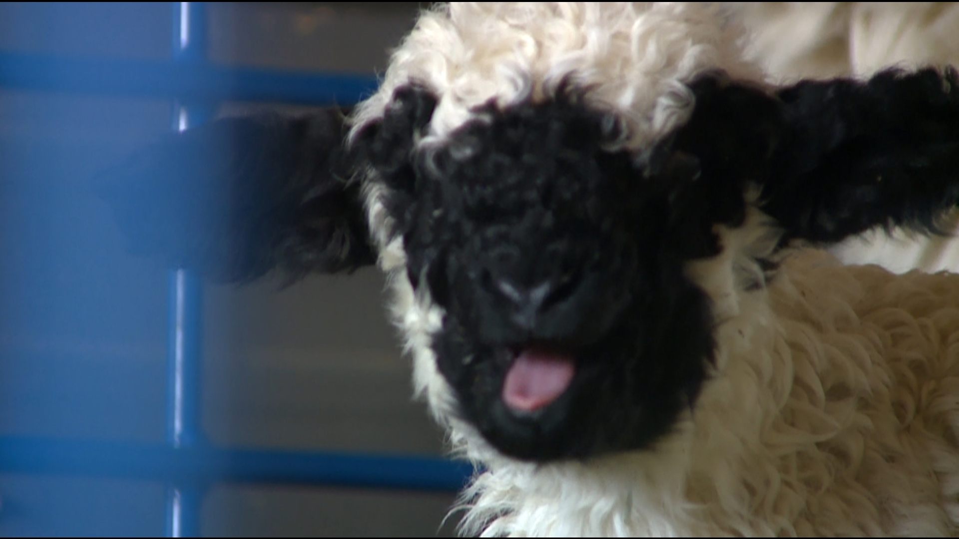 Weld County family raising 'cutest sheep in the world' | 9news.com