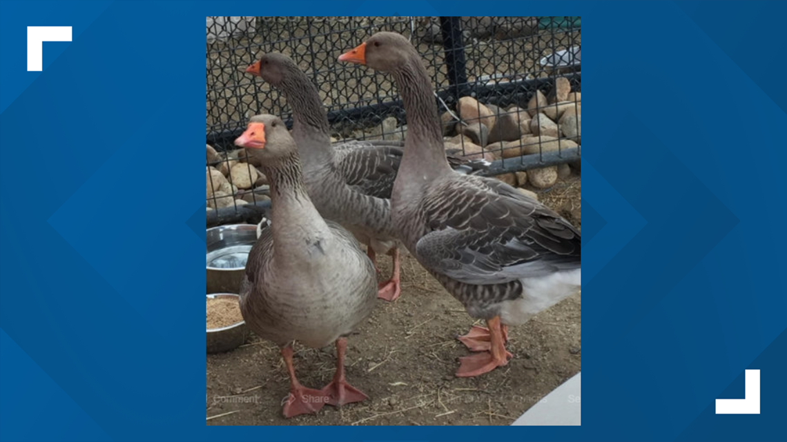 Domestic geese found abandoned at Jefferson County park | 9news.com
