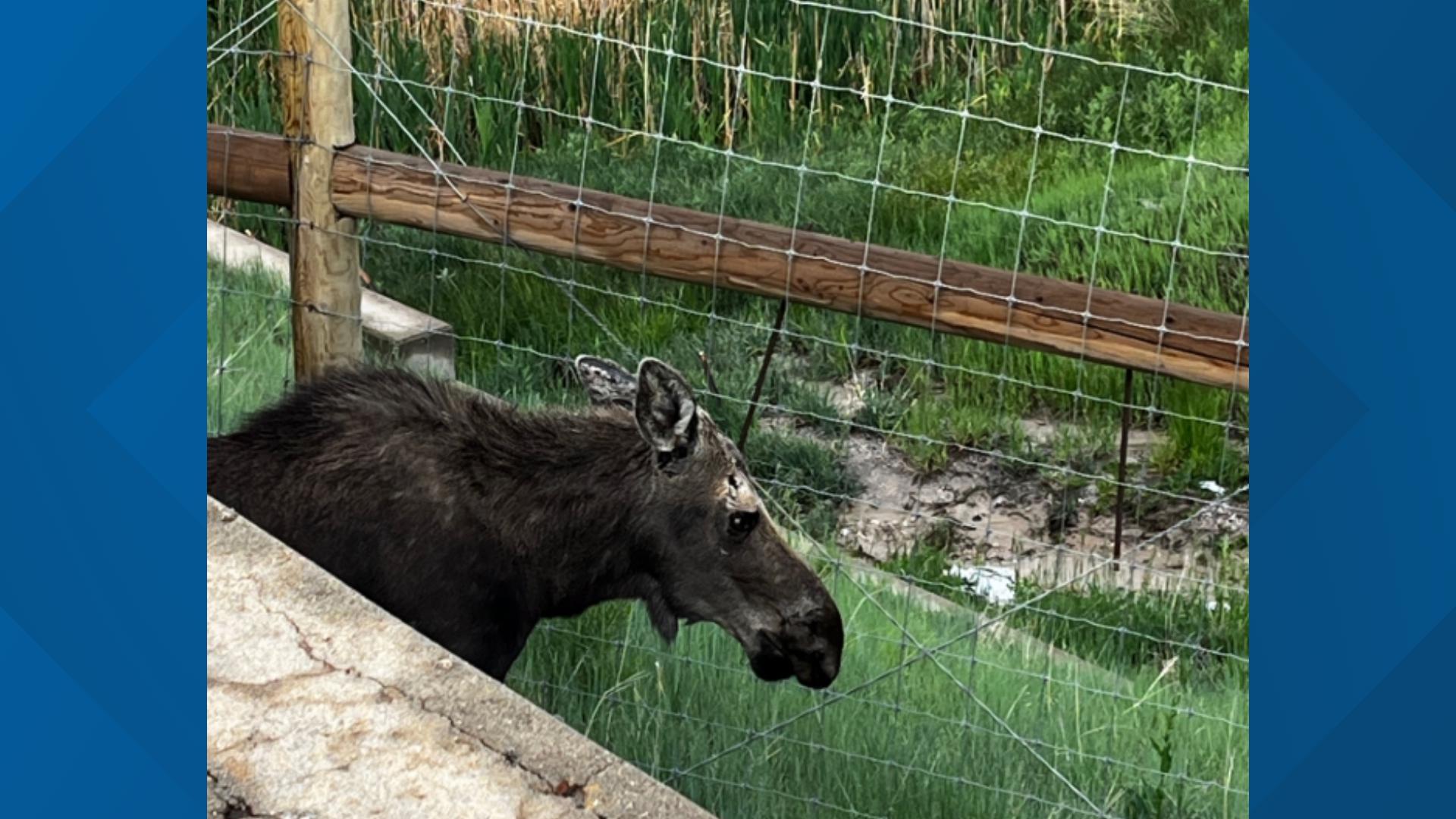 Moose sightings around Colorado | 9news.com