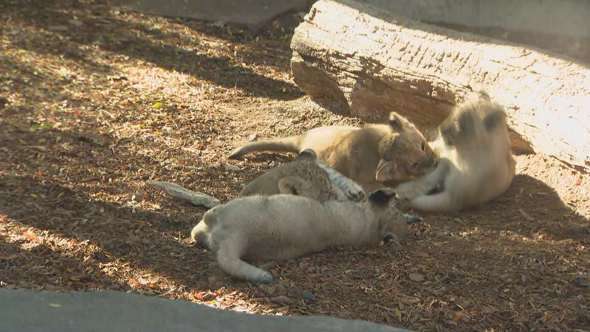 Denver Zoo's baby lion cubs make their debut: Live look at the new cubs ...