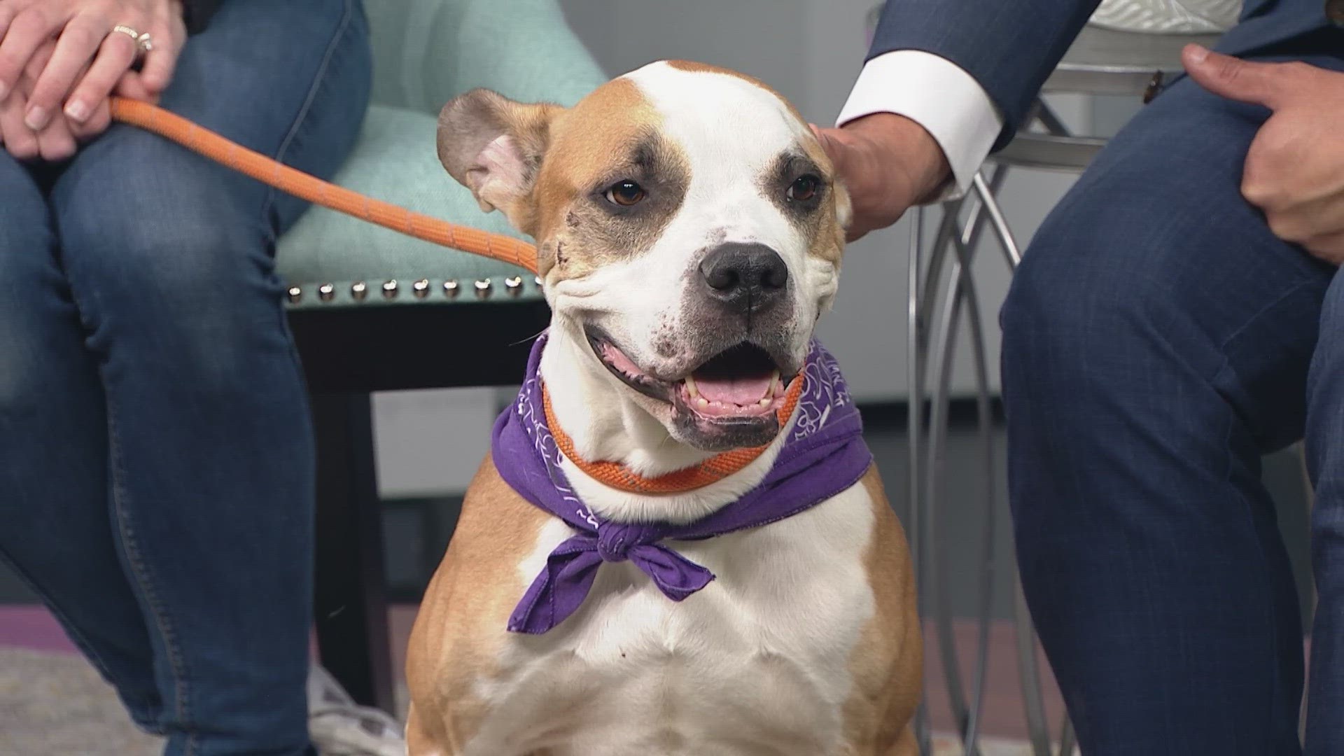 Petline9: 7-year-old pup needs forever home | 9news.com