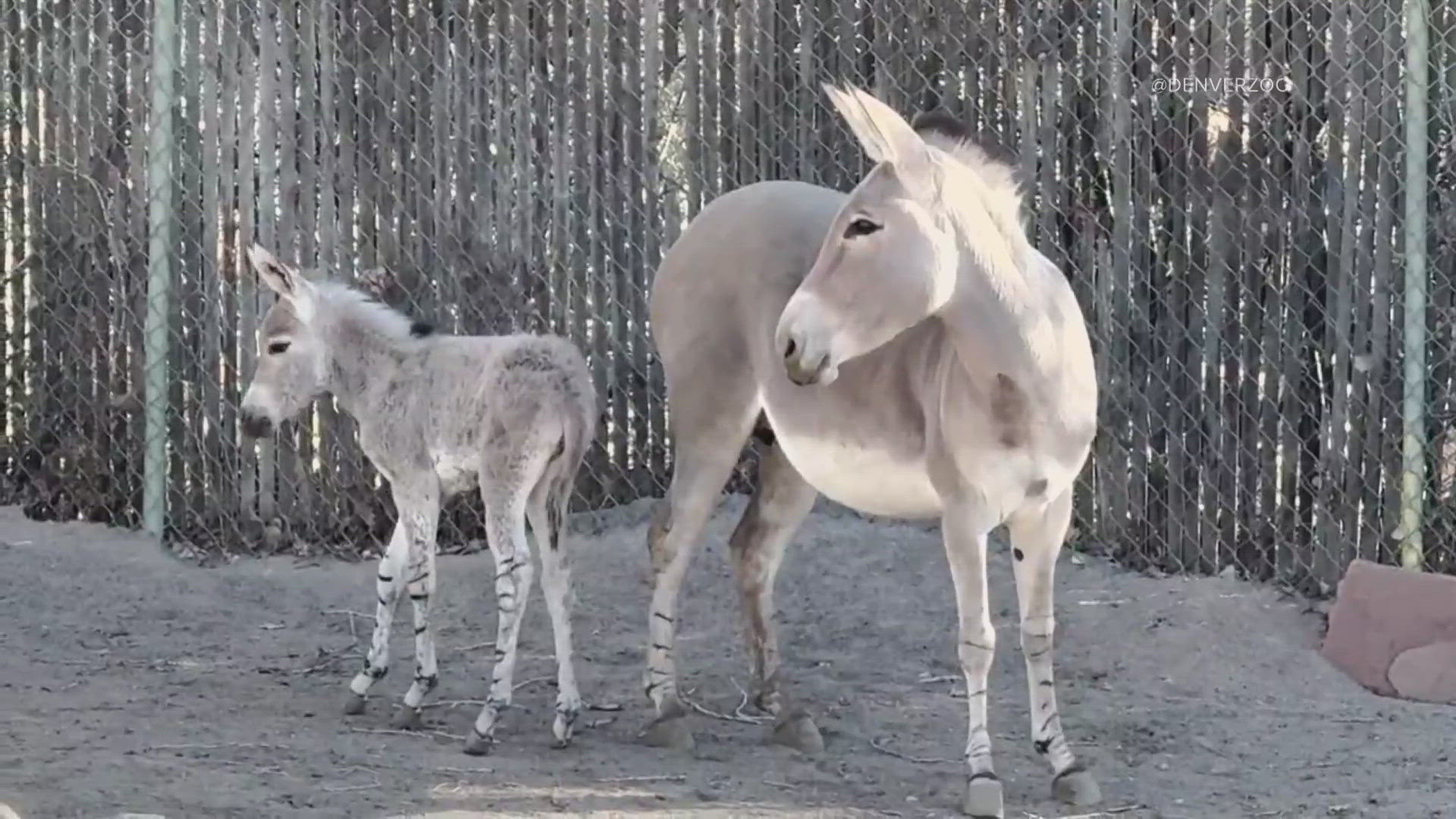 Denver Zoo welcomes Somali wild ass foal | 9news.com