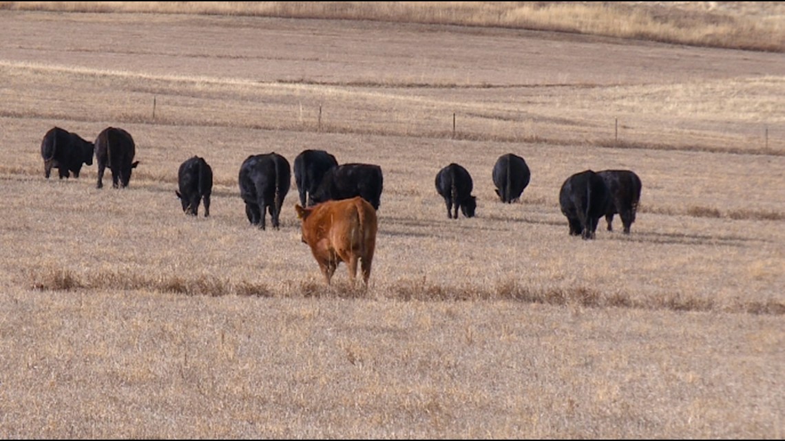 Colorado ranchers trying to sell beef face processing backups | 9news.com