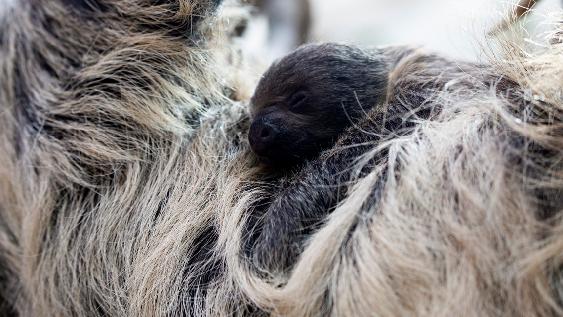 A special guest helped the Denver Zoo announce the name of their new ...