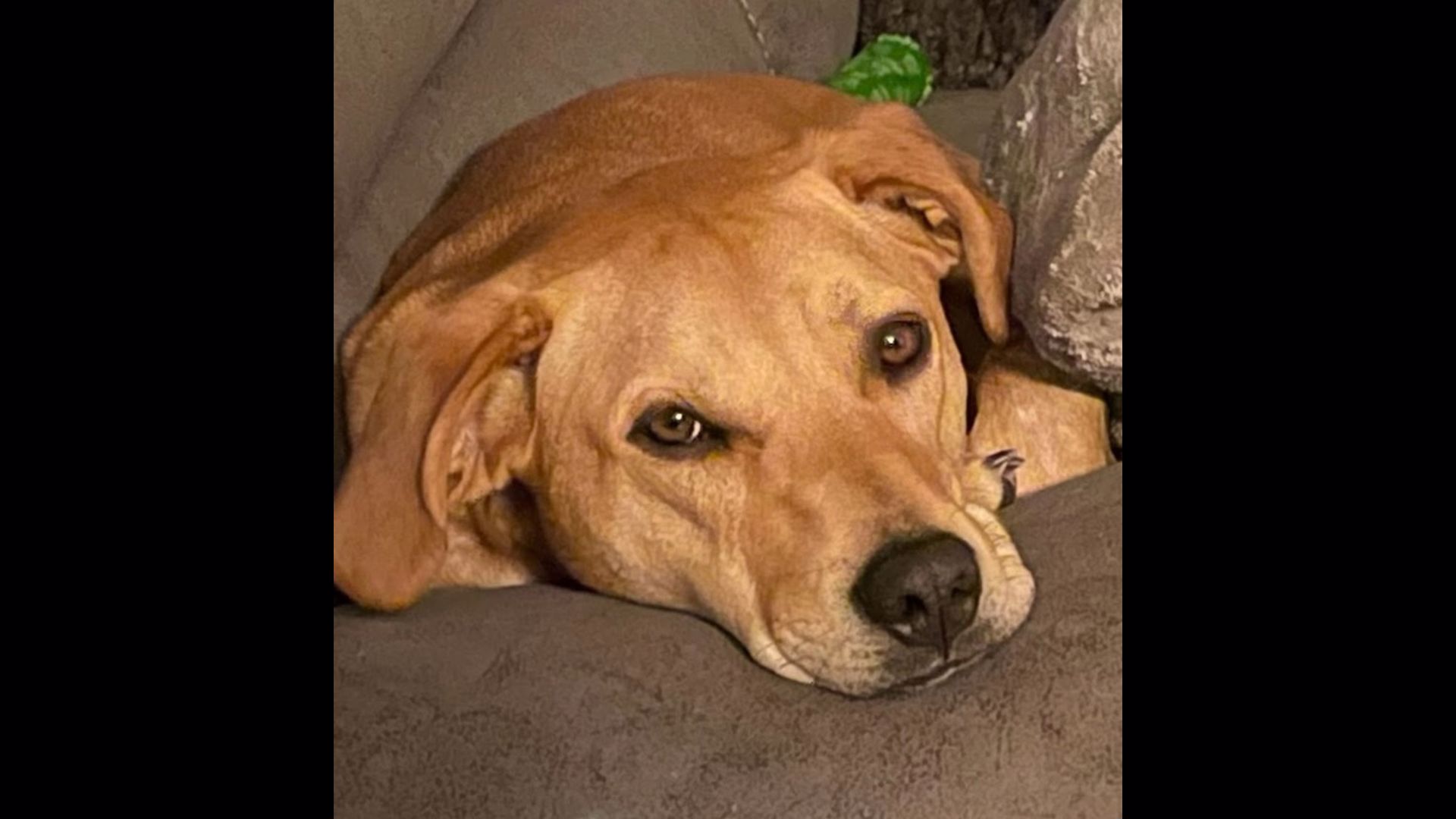 National Mutt Day 2023: Colorado shares its dog photos on 9NEWS | 9news.com