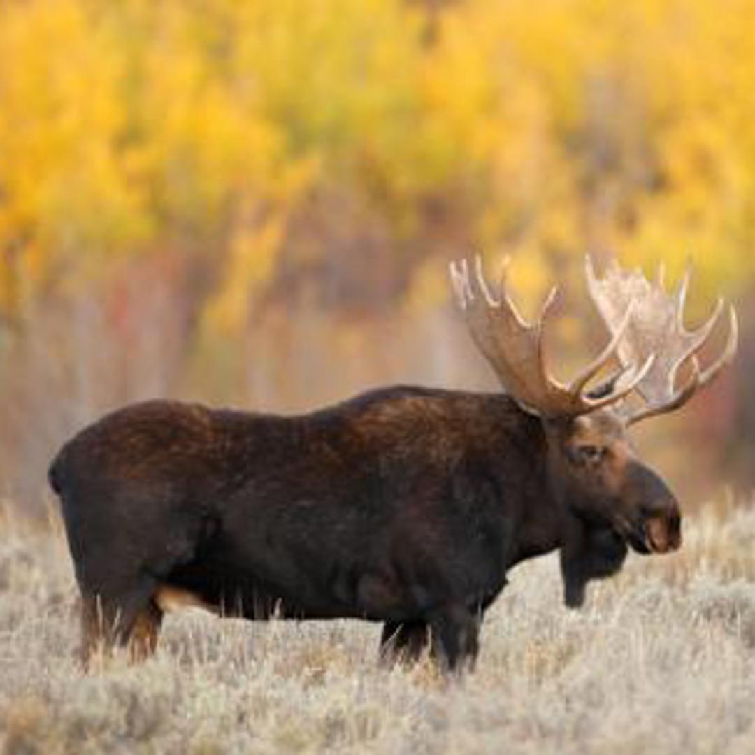 Bull moose falls off cliff onto Boulder Canyon highway | 9news.com