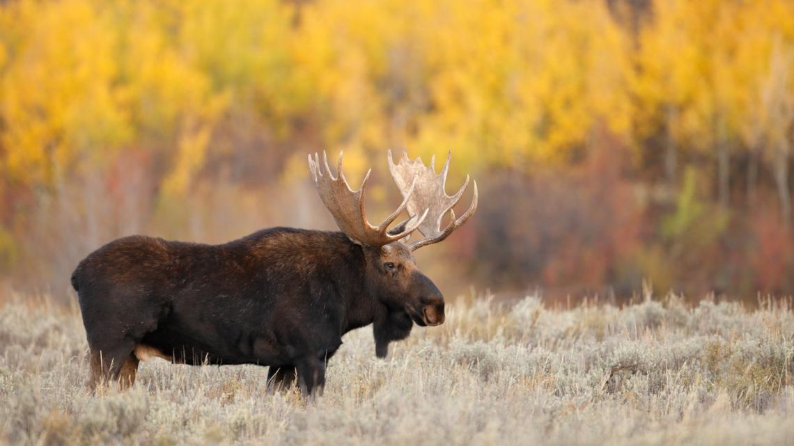Woman stomped by moose in Boulder County | 9news.com