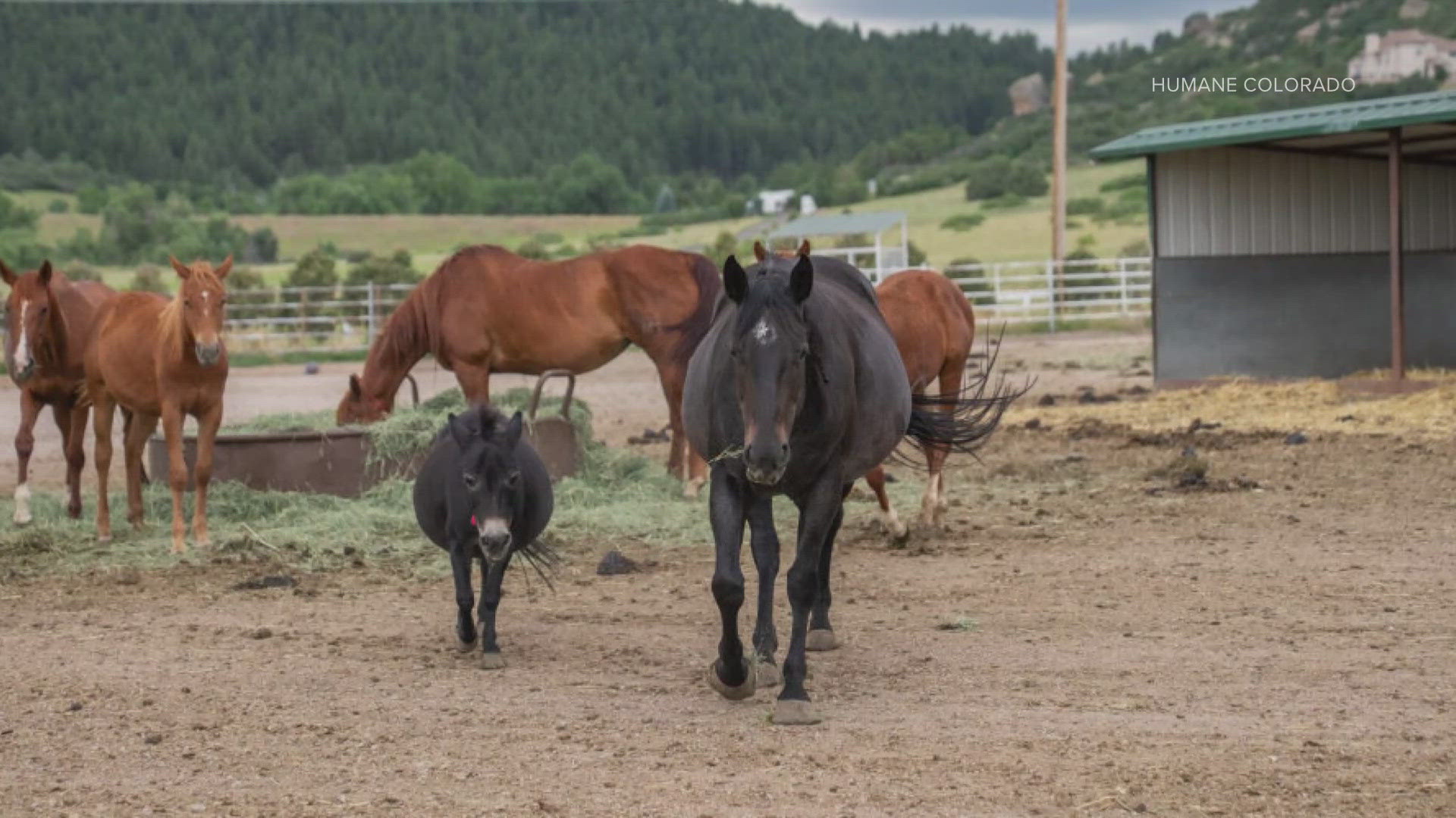 70 horses rescued from neglect, starvation in rural Colorado | 9news.com